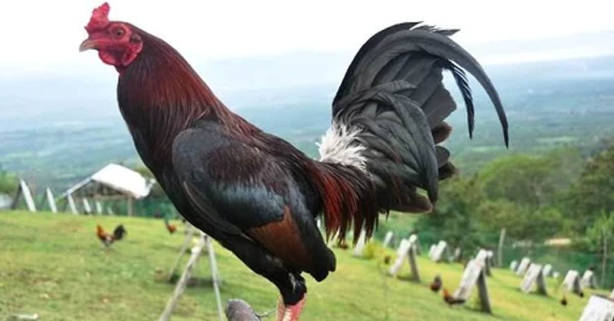 Legendary Claret Gamefowl - Sabong Sovereign