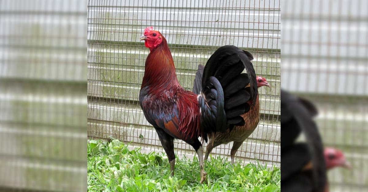 Leiper Gamefowls and Their Noble Heritage